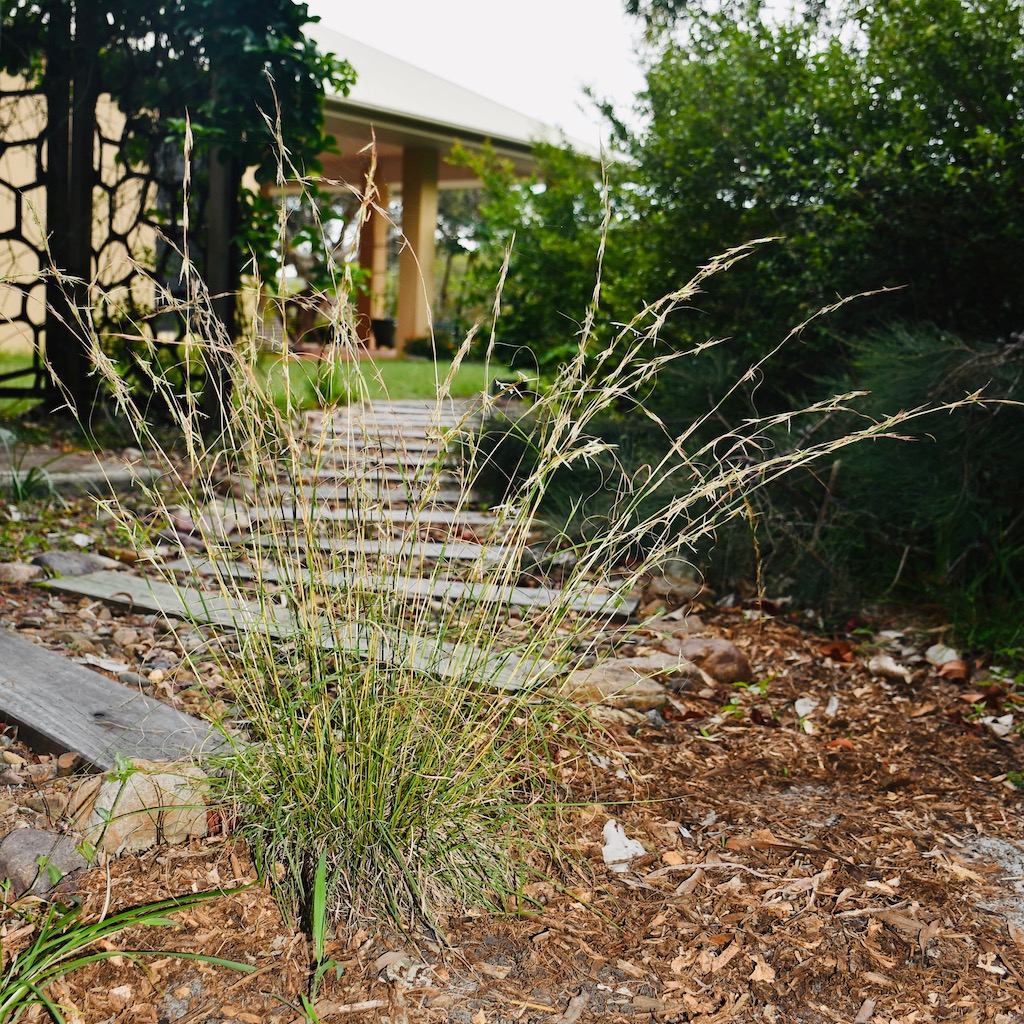 Creating a garden path with a barbed wire grass edge – Jude Tulloch Art